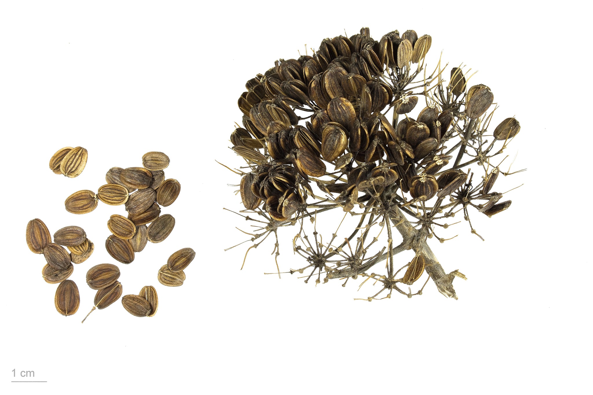 15 GIANT FENNEL Ferula Communis Gigantea Yellow Flower Herb Seeds ...