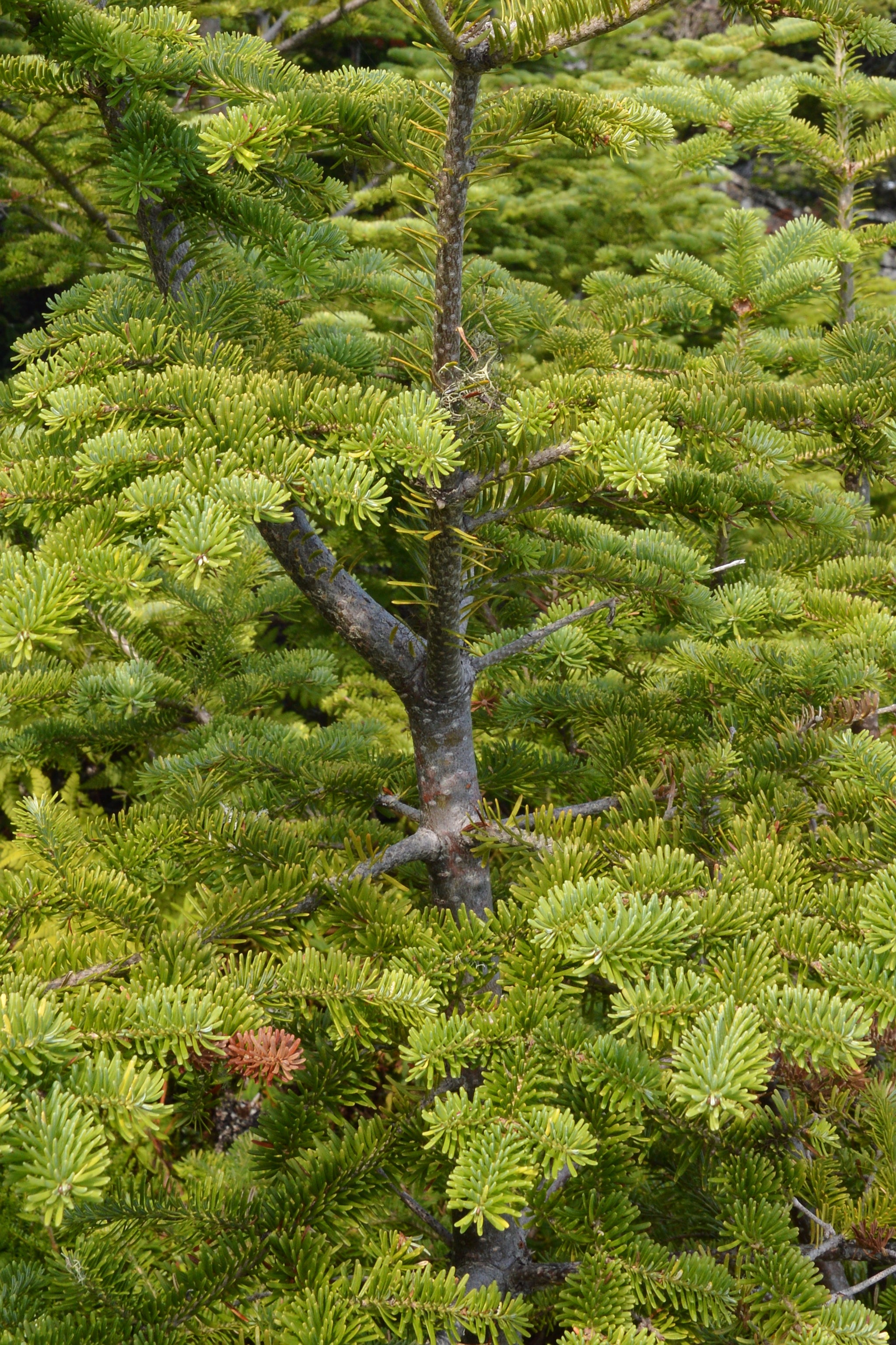 30 BALSAM FIR Tree Abies Balsamea Christmas Tree Silver Pine Canadian ...