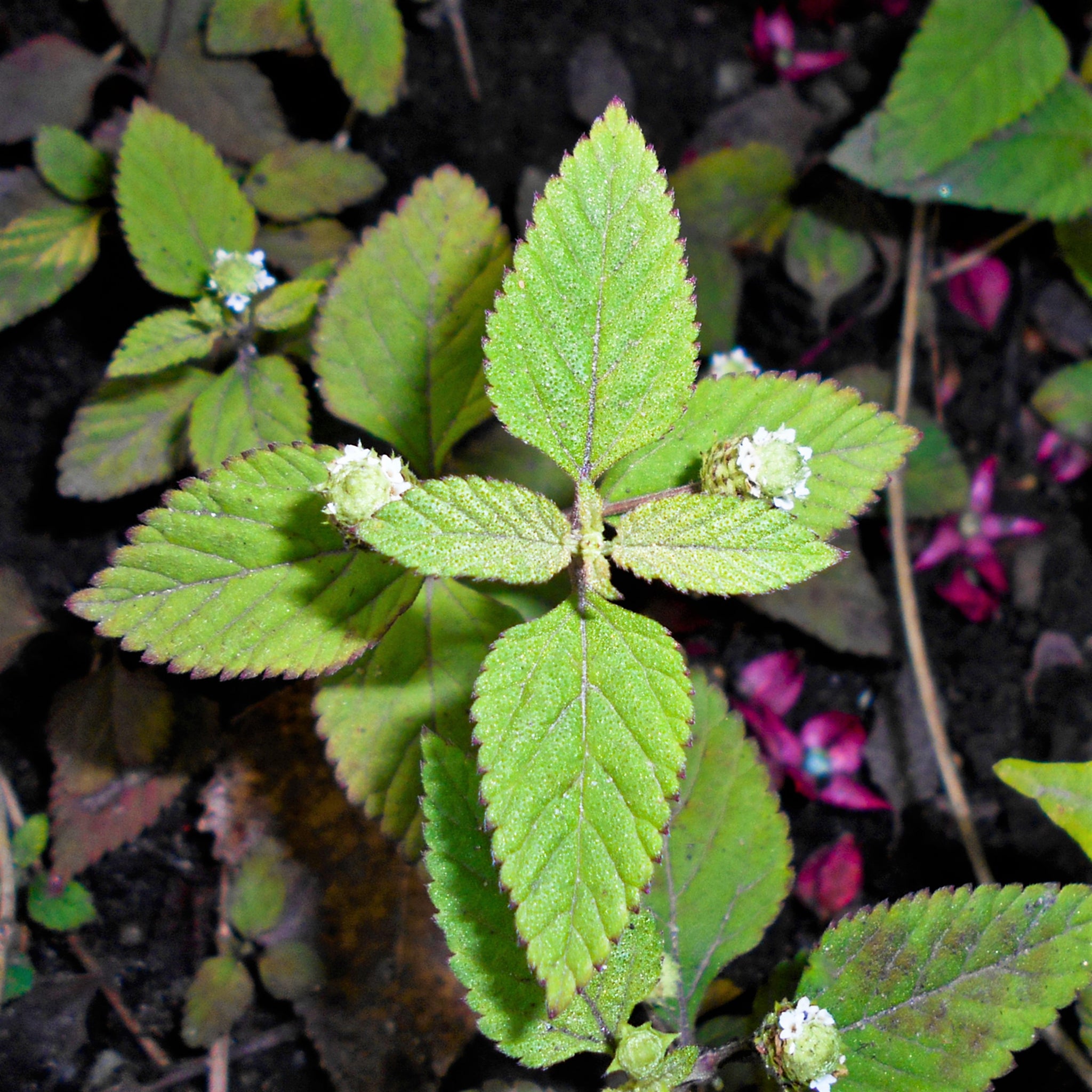 100 AZTEC SWEET HERB aka Honeyherb, Lippia, Mayan Mint, Dulce Buttons ...