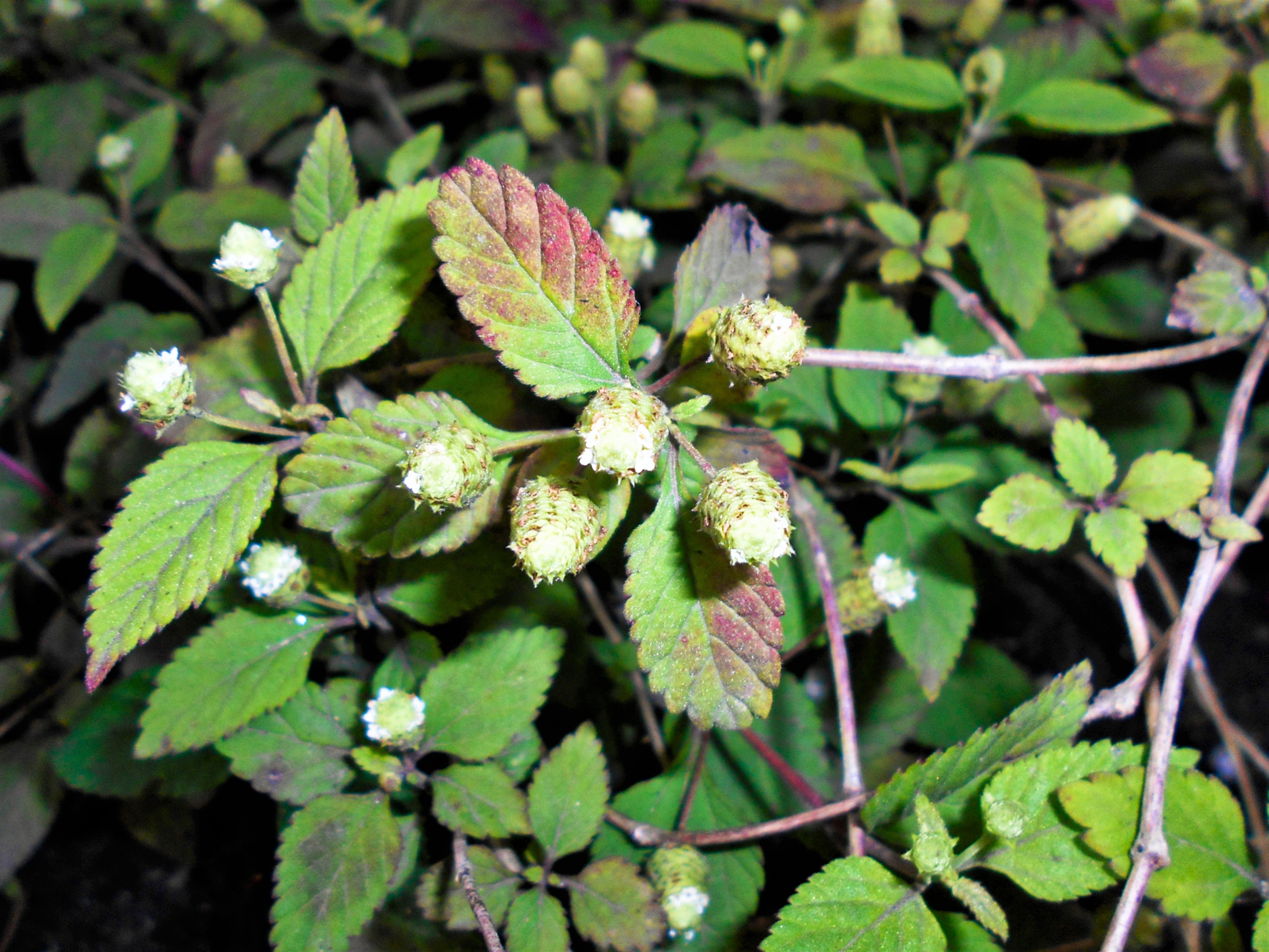 100 AZTEC SWEET HERB aka Honeyherb, Lippia, Mayan Mint, Dulce Buttons ...