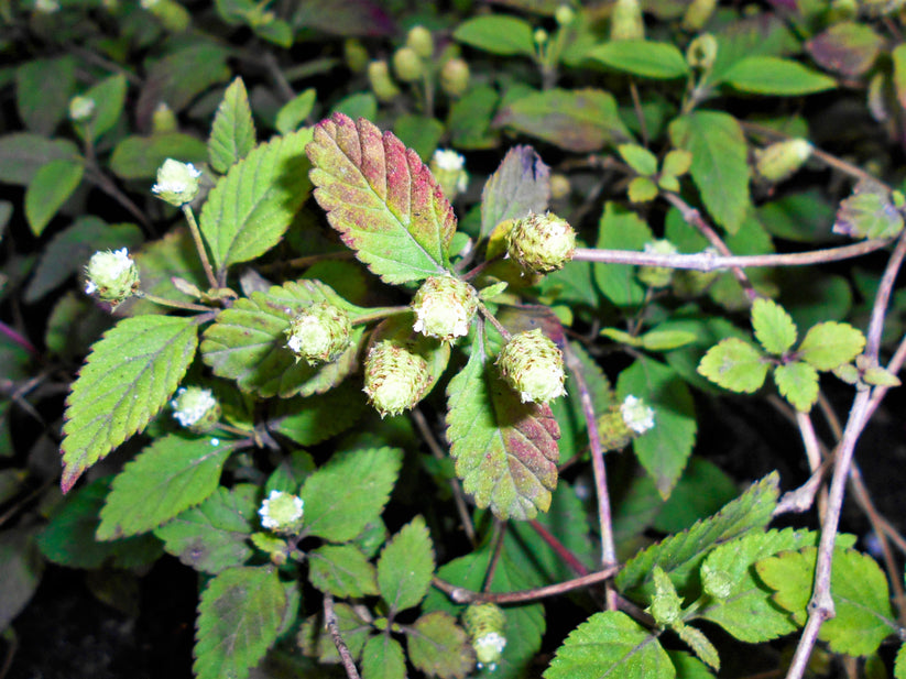 100 AZTEC SWEET HERB aka Honeyherb, Lippia, Mayan Mint, Dulce Buttons ...