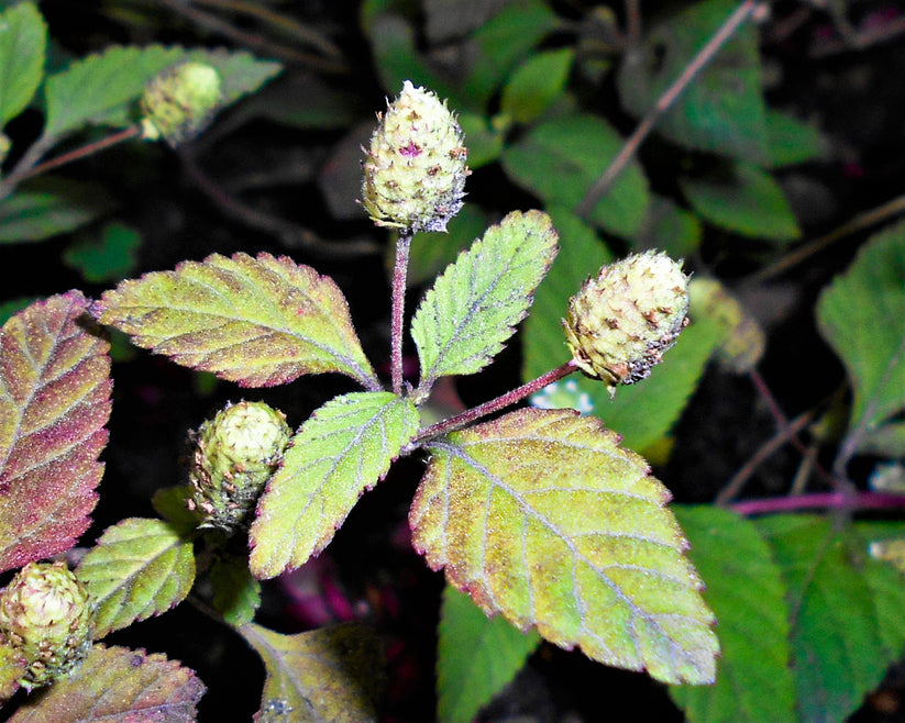 100 AZTEC SWEET HERB aka Honeyherb, Lippia, Mayan Mint, Dulce Buttons ...
