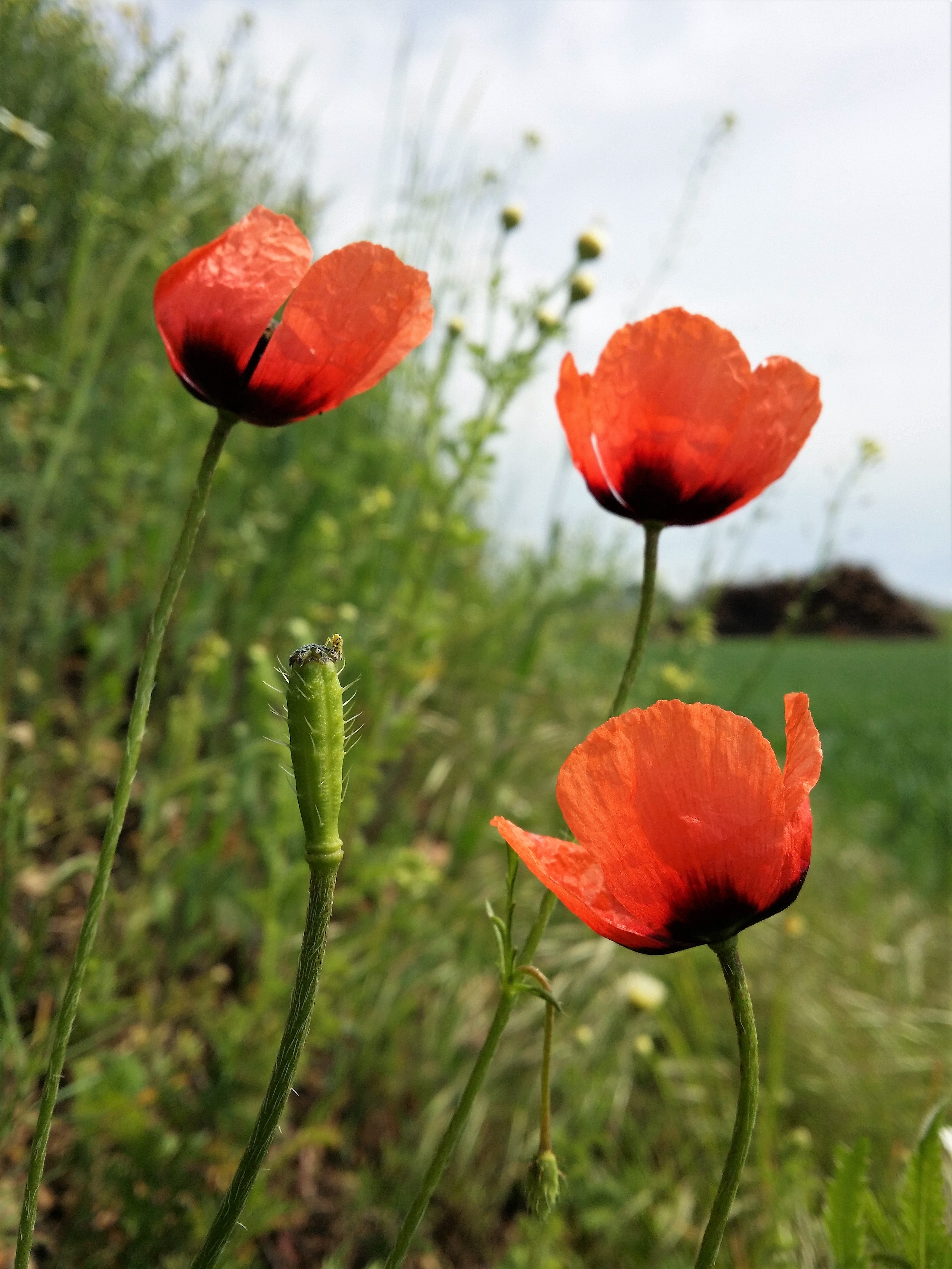 50 Scarlet PRICKLYHEAD POPPY Papaver Argemone Roemeria Long Prickly Po ...
