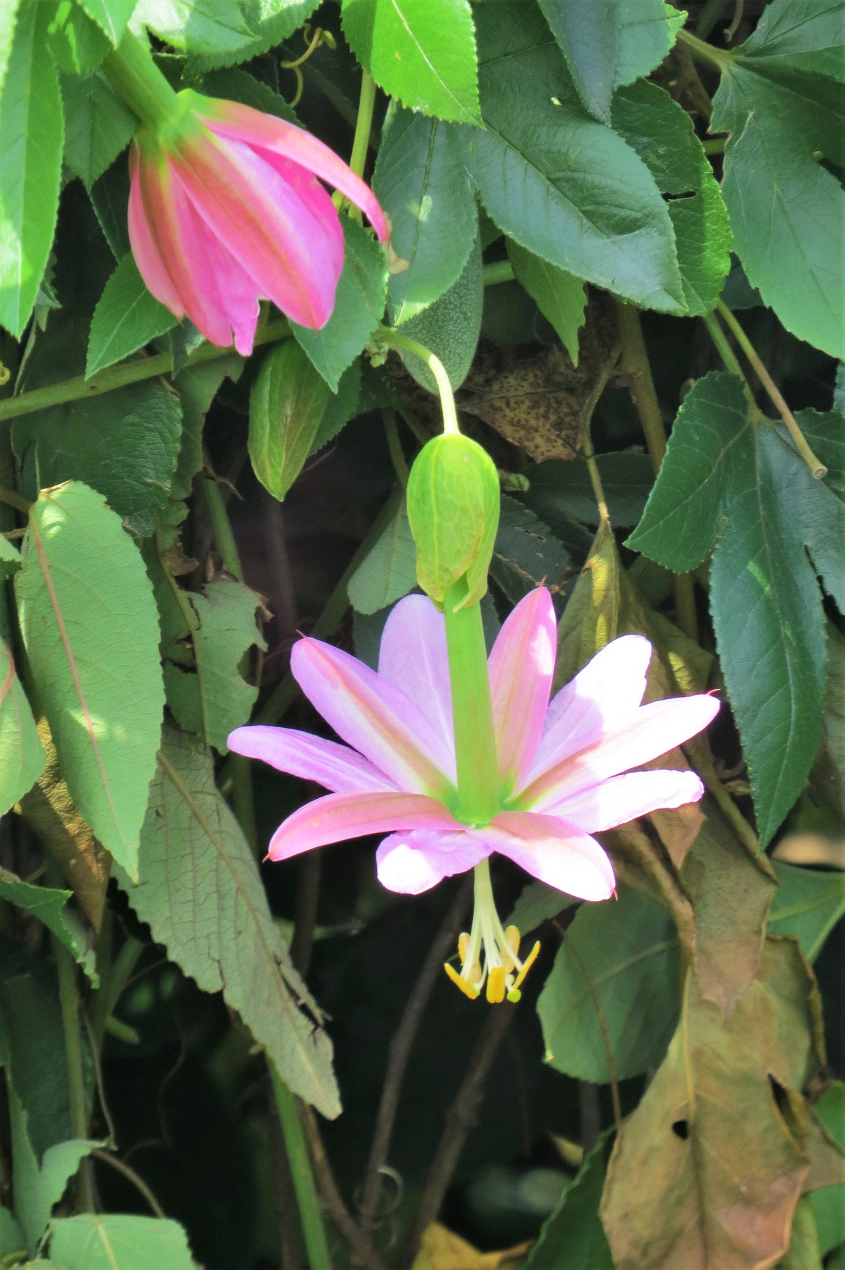 10 BANANA PASSION FRUIT Pink Passion Flower Passiflora Mollissima Yell ...