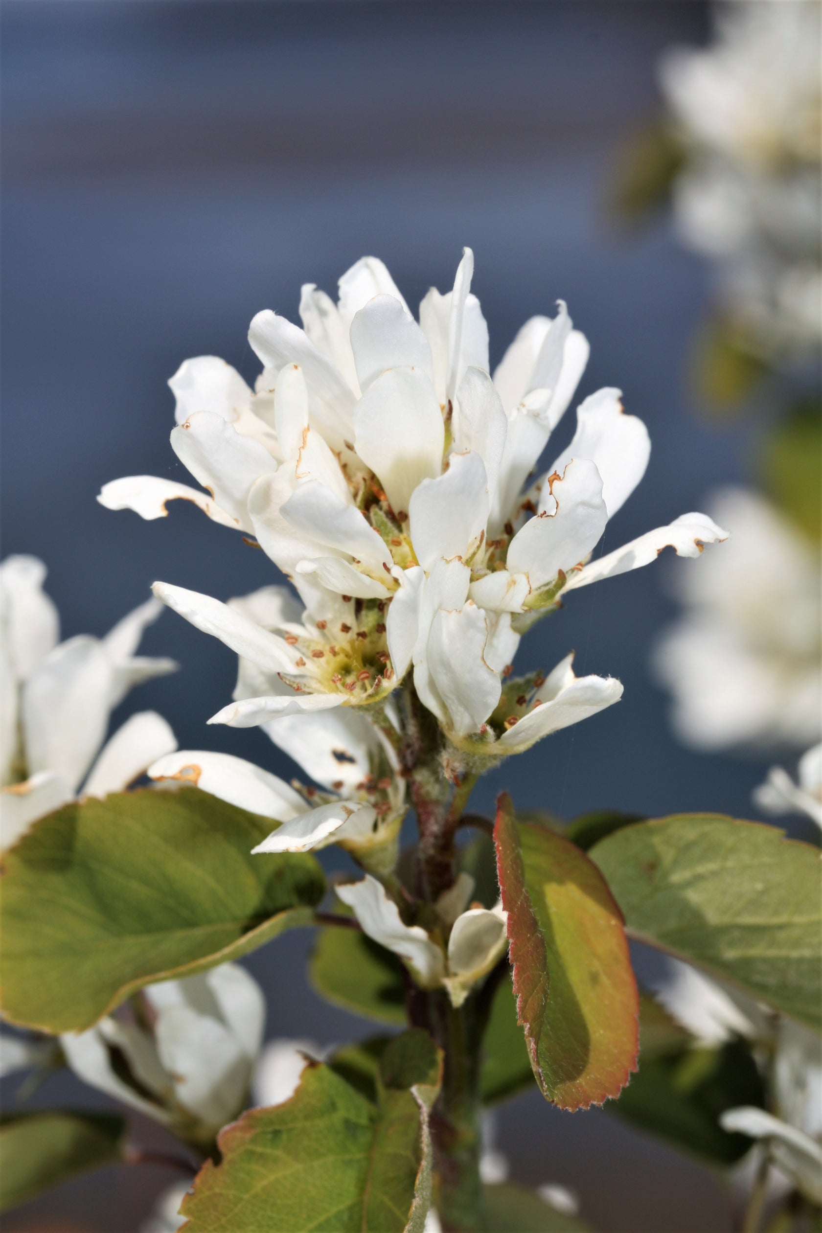 20 SASKATOON SERVICEBERRY aka Western, Pacific, Juneberry, Shadbush Am ...