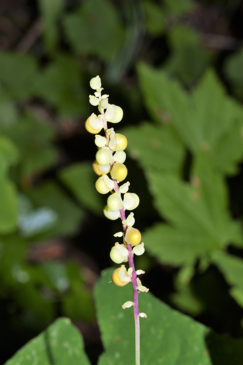 10 VANILLA LEAF Achlys Triphylla Deer Foot Vanillaleaf Fragrant Foliag ...