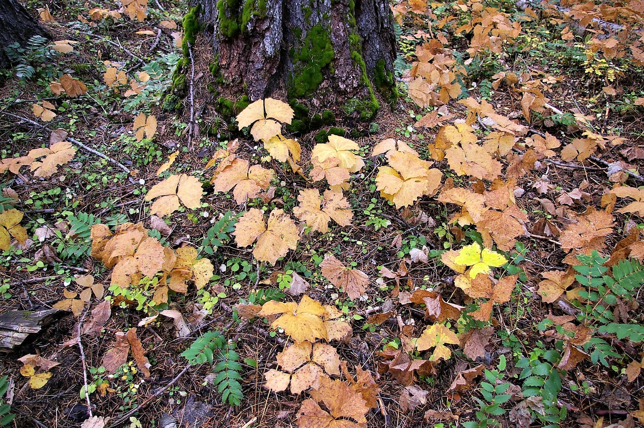 10 VANILLA LEAF Achlys Triphylla Deer Foot Vanillaleaf Fragrant Foliag ...