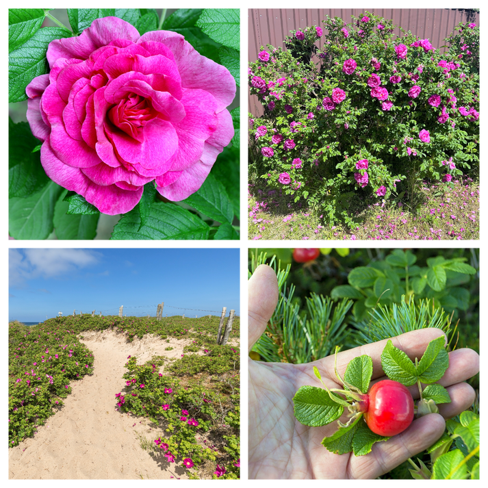 50 Pink BEACH ROSE aka Seaside or Sand Rose, Beach Tomato Rosa Rugosa ...