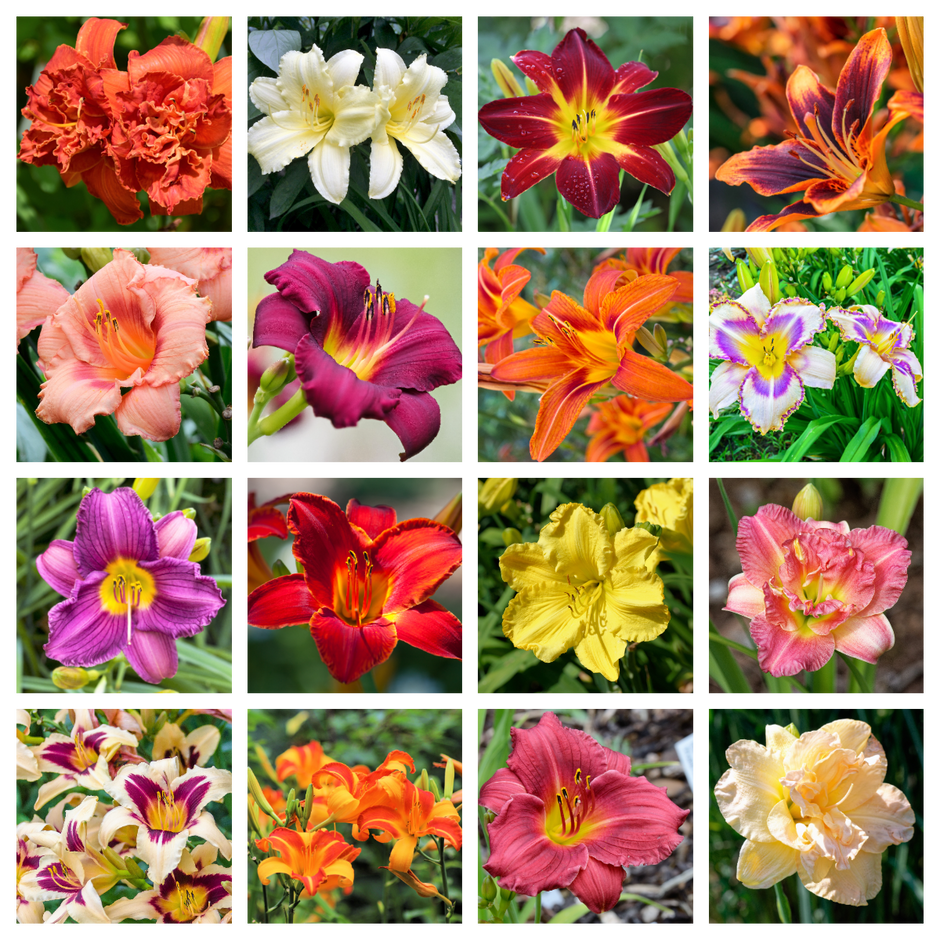 All Flower Seeds – Page 3 – Seedville USA