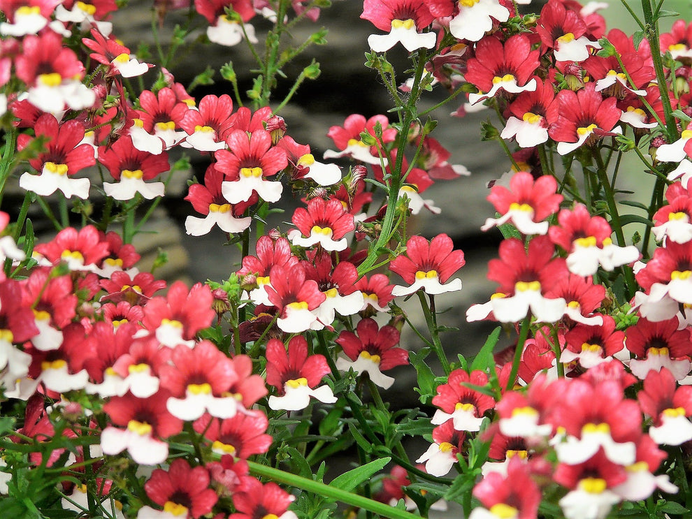 50 RED & WHITE NEMESIA Strumosa Danish Flag Fragrant Bicolor Flower Se ...