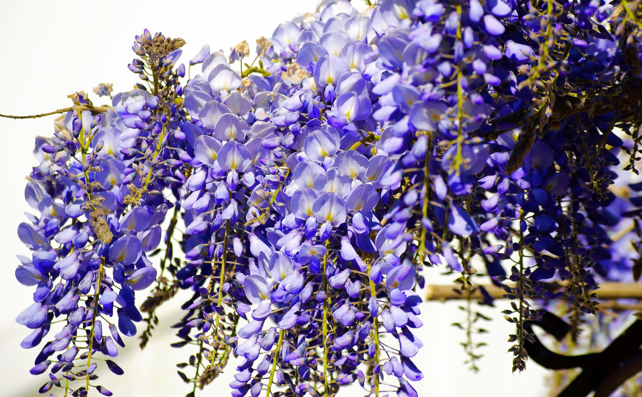 5 BLUE CHINESE WISTERIA Sinensis Ornamental Vine Climber Blue Violet P ...