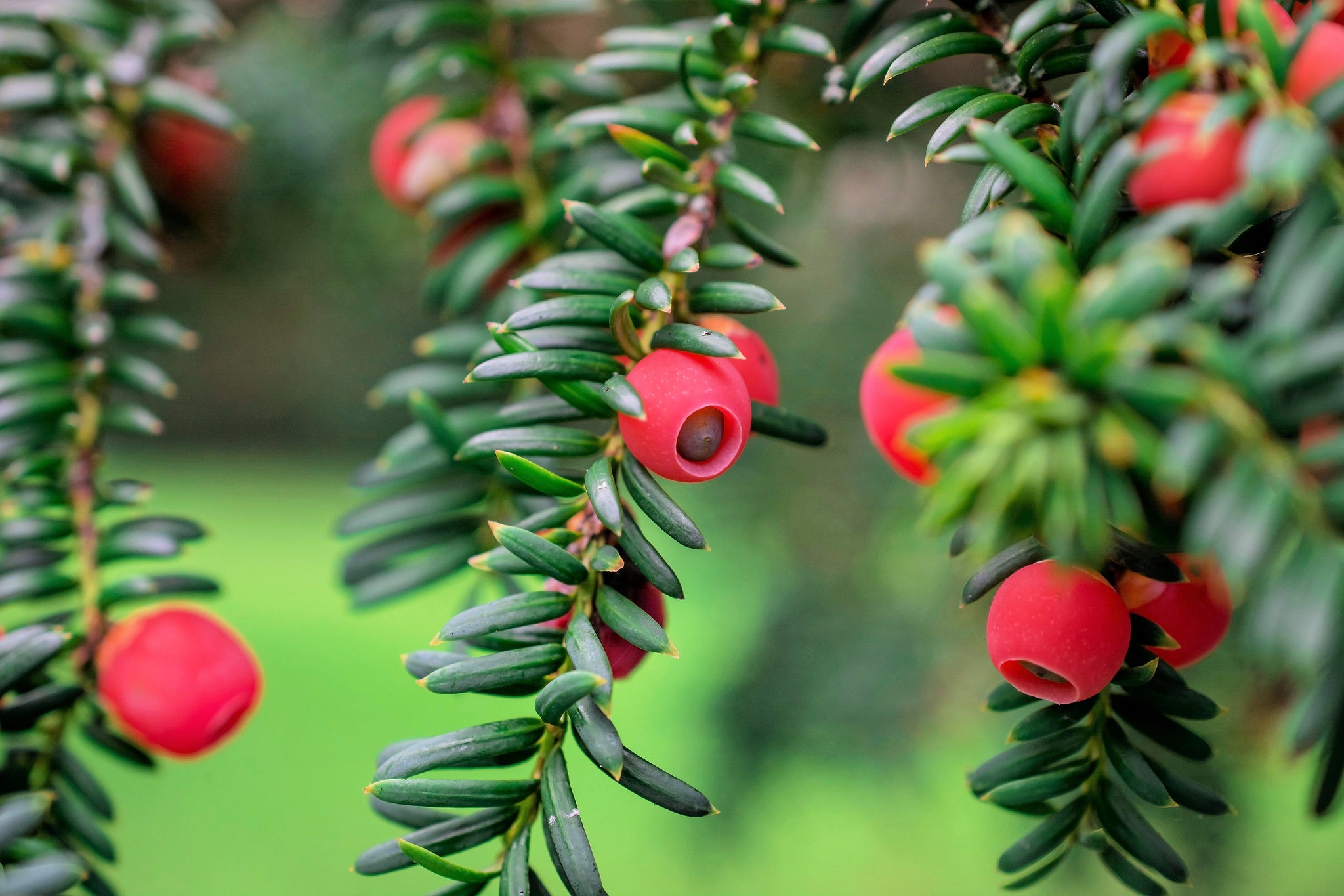 10 PACIFIC YEW Tree Taxus Baccata Brevifolia Evergreen Conifer Sun or ...