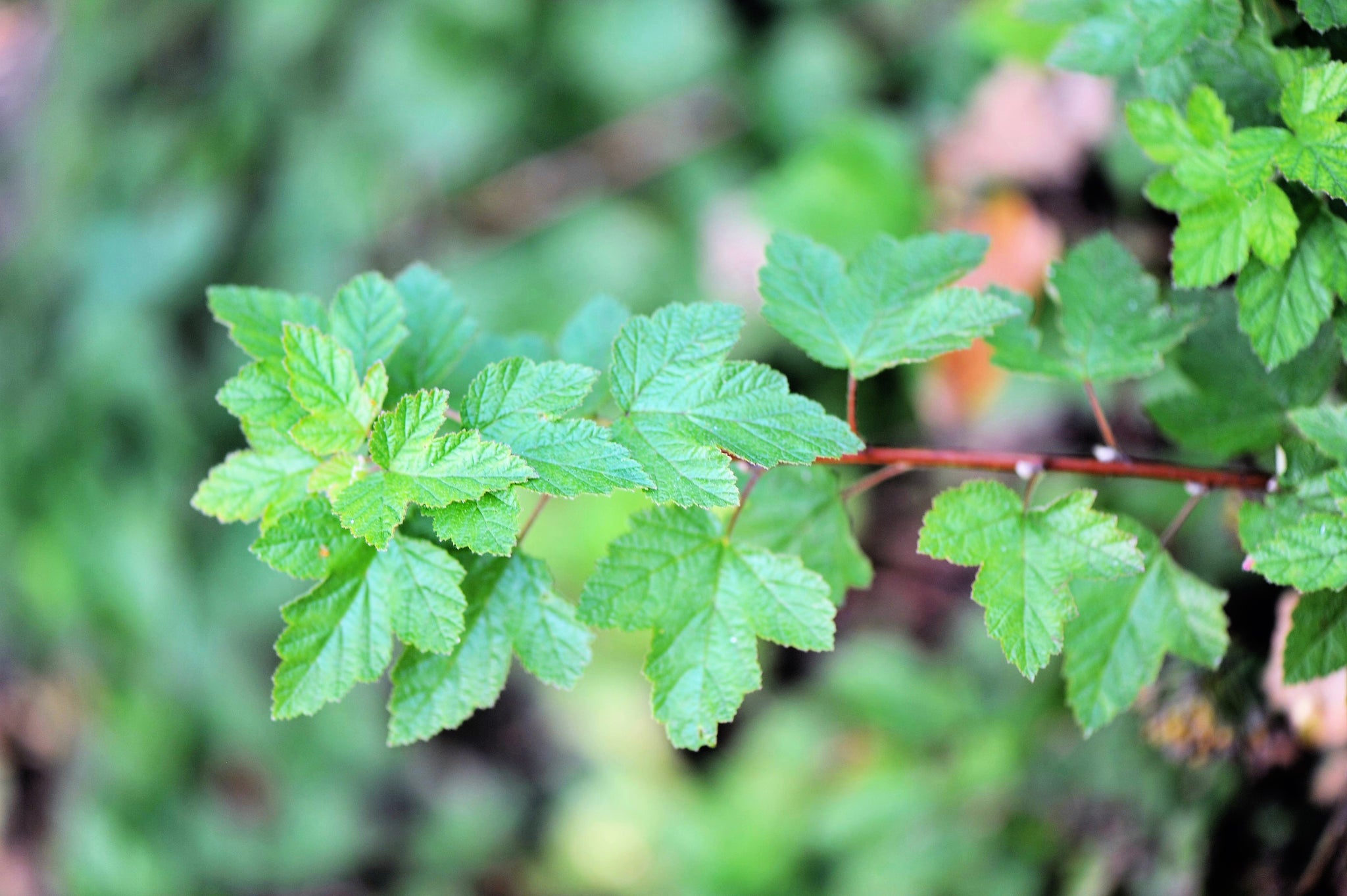 50 PACIFIC NINEBARK Physocarpus Capitatus Western Ninebark Native Whit ...