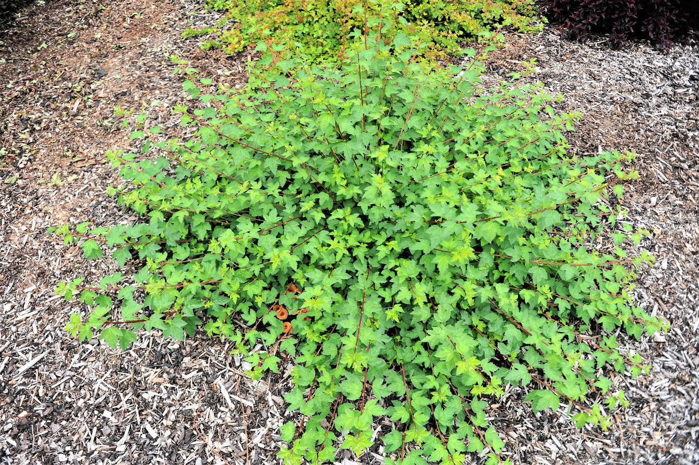 50 PACIFIC NINEBARK Physocarpus Capitatus Western Ninebark Native Whit ...
