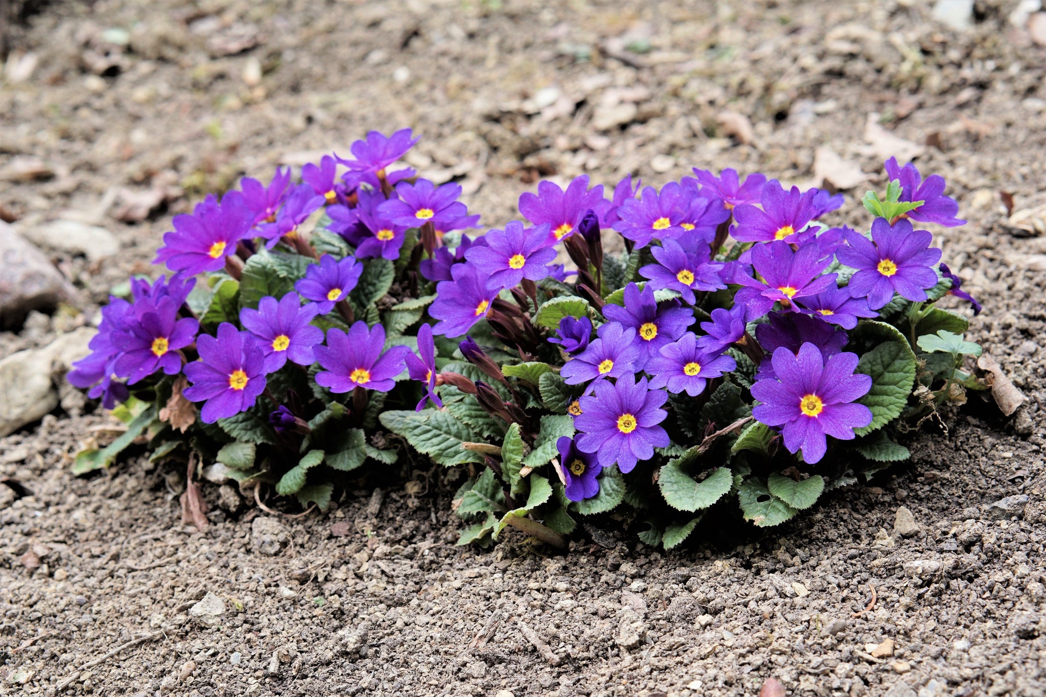 50 MIXED ENGLISH PRIMROSE Primula Vulgaris Acaulis Shade Houseplant Fl ...