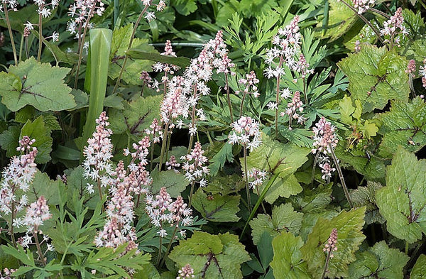 20 HEARTLEAF FOAMFLOWER White & Pink Tiarella Wherryi Coolwort Flower ...