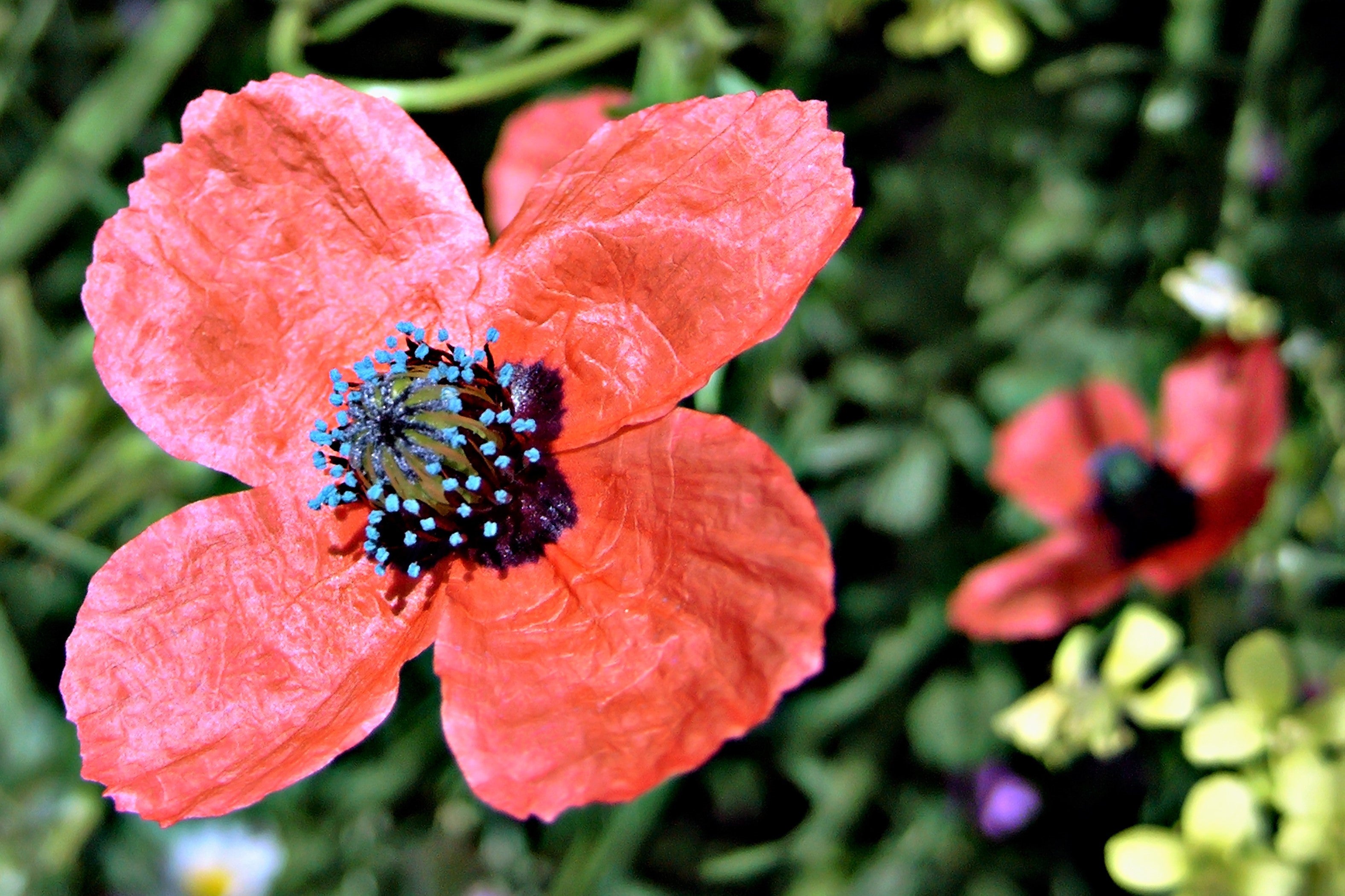 50 Scarlet PRICKLYHEAD POPPY Papaver Argemone Roemeria Long Prickly Po ...