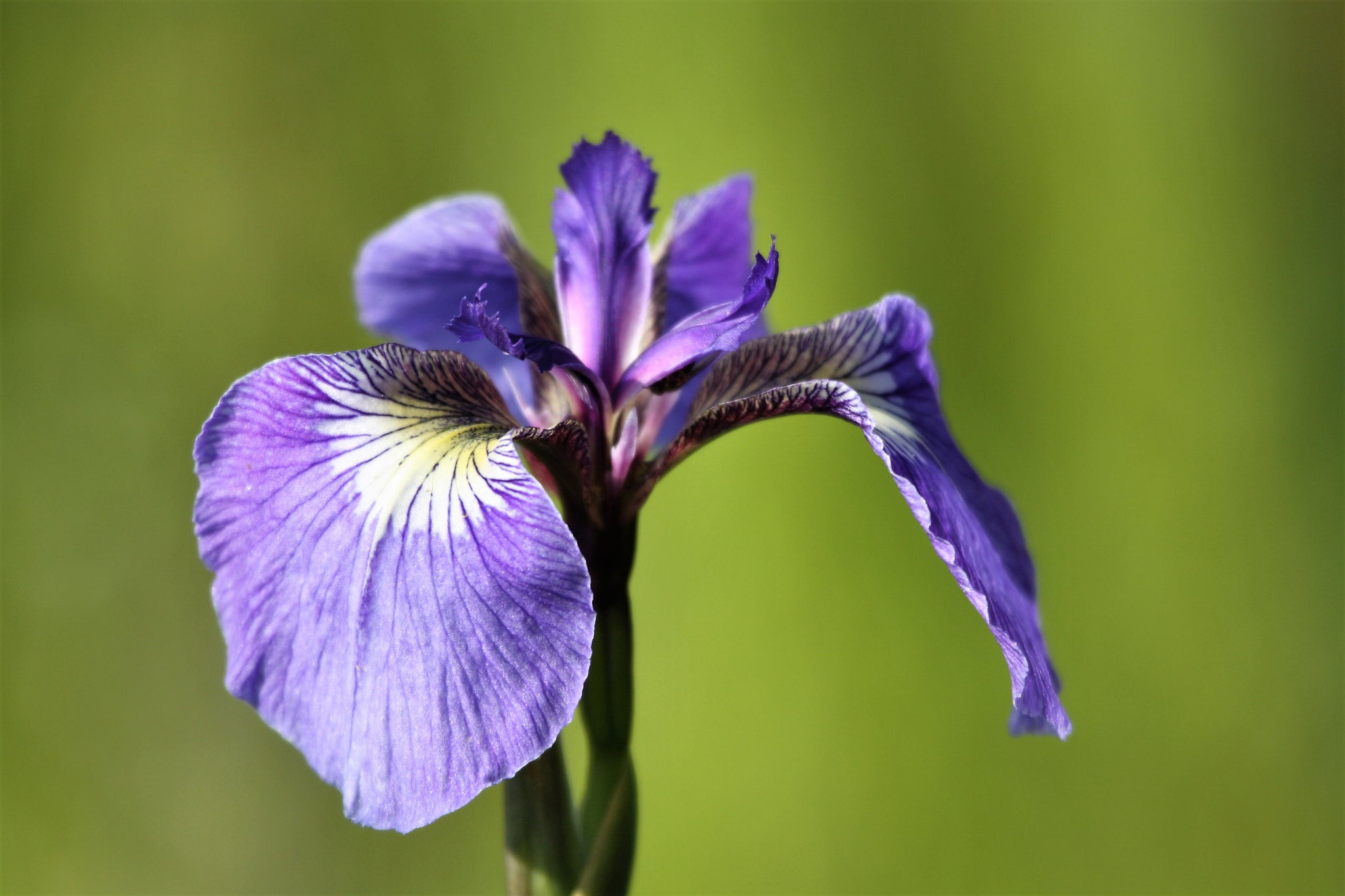 20 ALASKA IRIS Setosa Wild Flag Beachhead Blue Purple White Yellow Nat ...