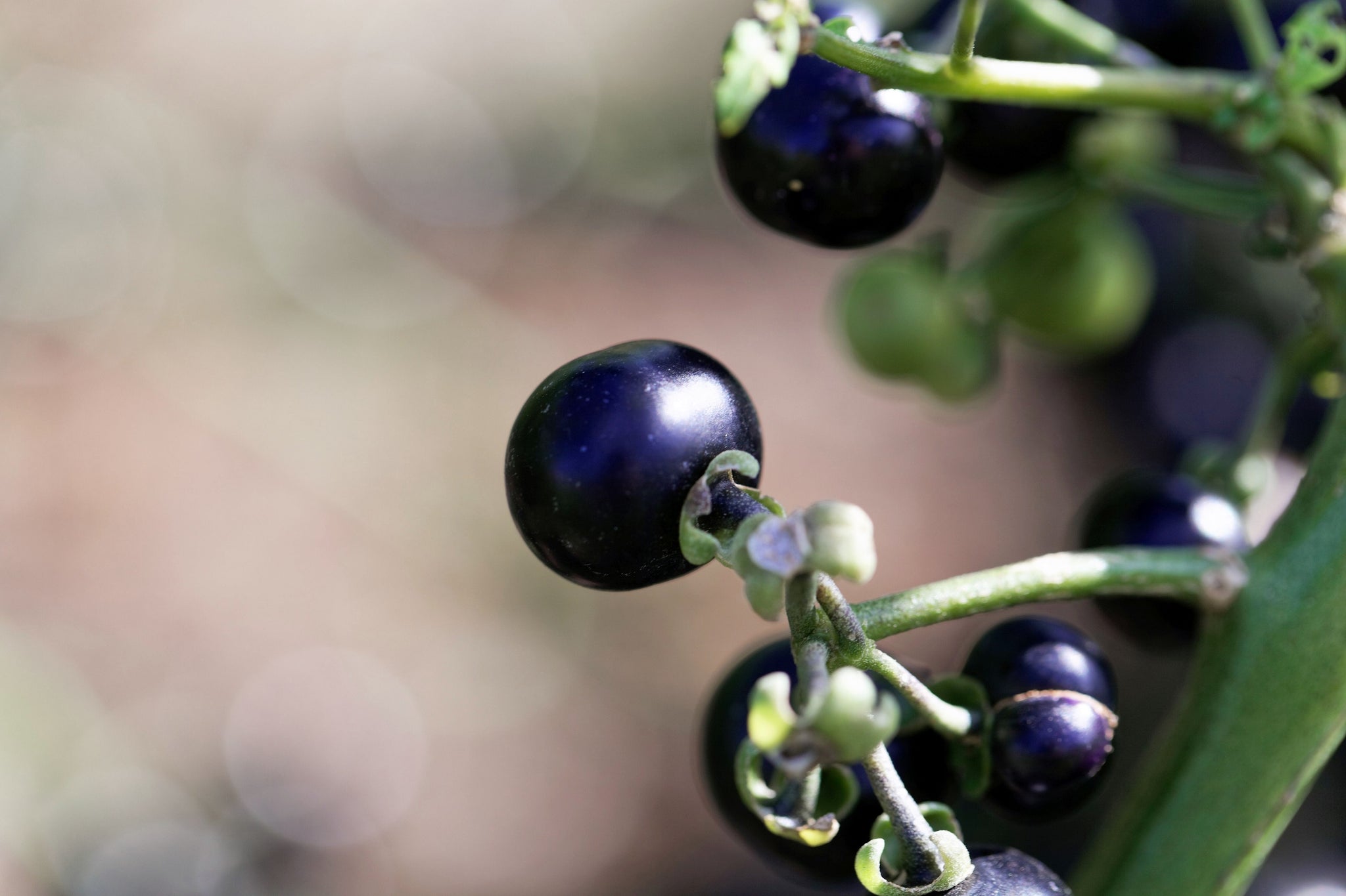 100 GARDEN HUCKLEBERRY (Ground Cherry) Solanum Melanocerasum Berry Fru ...