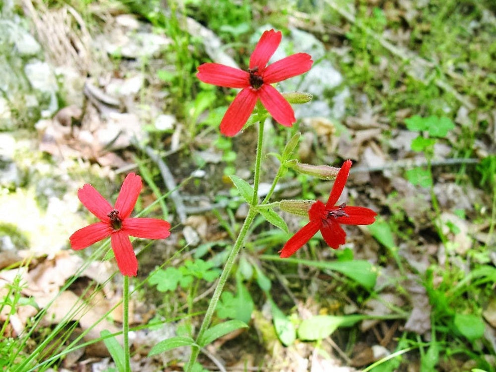 20 ROYAL RED CATCHFLY Hummingbird & Endangered Native Flower Silene Re ...