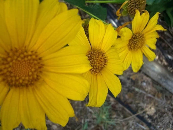 25 YELLOW Torch MEXICAN SUNFLOWER Tithonia Speciosa Flower Seeds ...