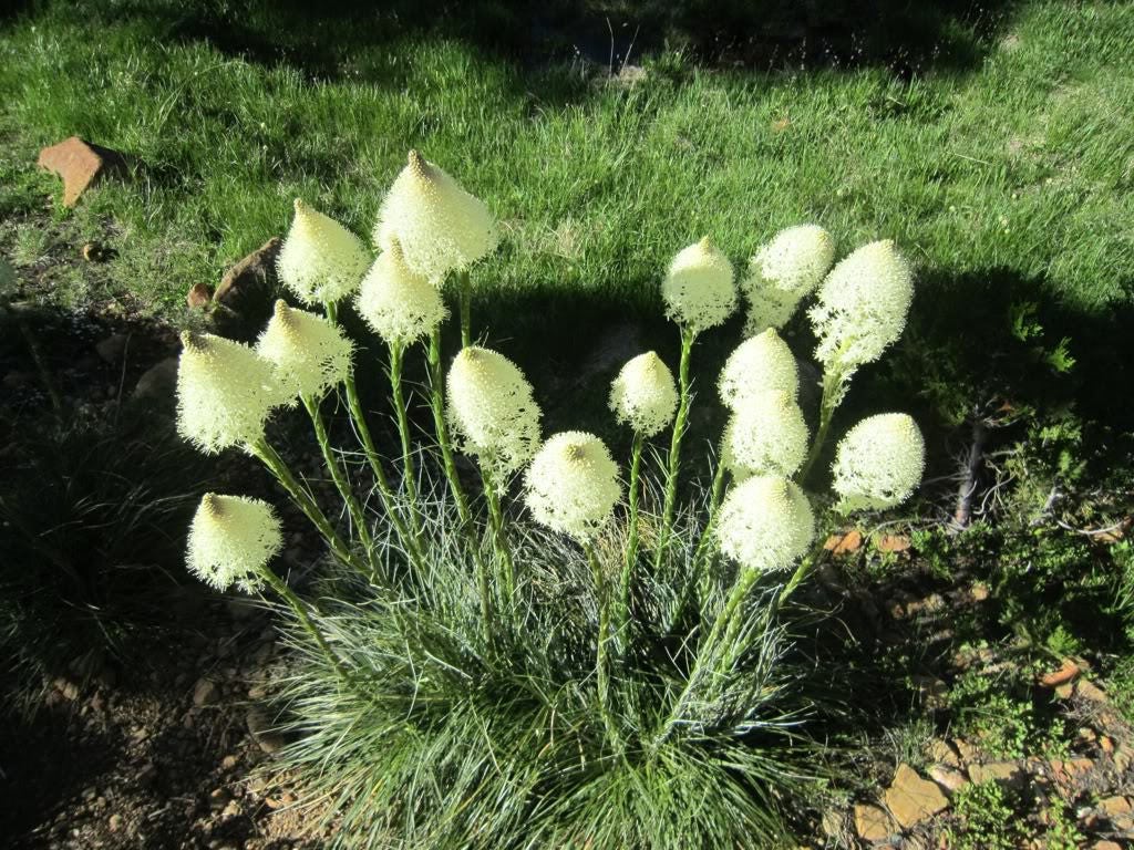 100 BEAR GRASS aka Bear LILY Beargrass Ornamental Xerophyllum Tenax Fl ...