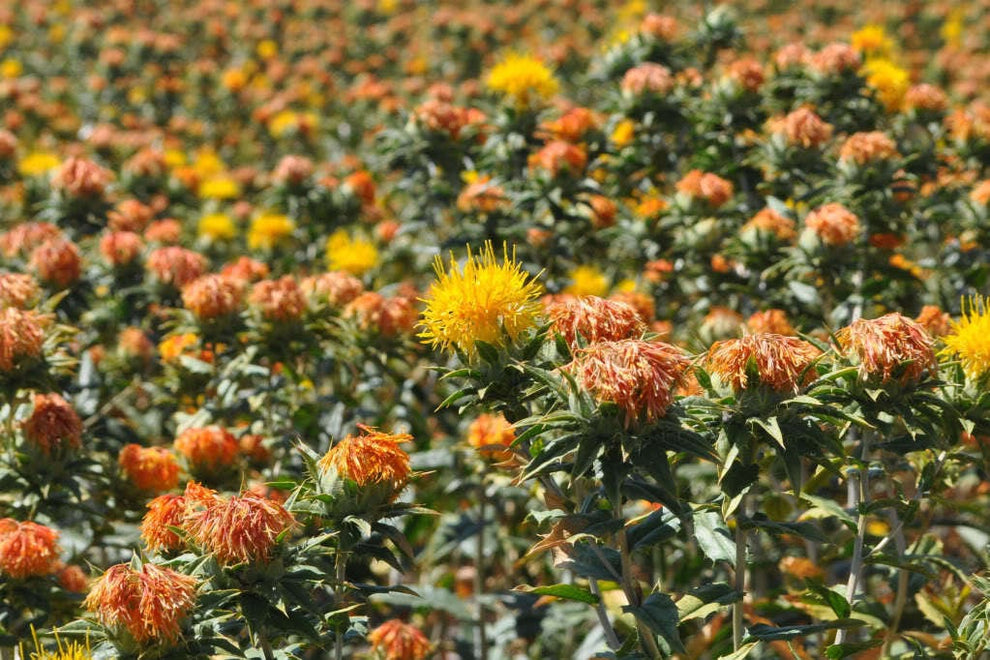 300 SAFFLOWER Saffron Carthamus Tinctorius Yellow Orange Flower Seeds ...