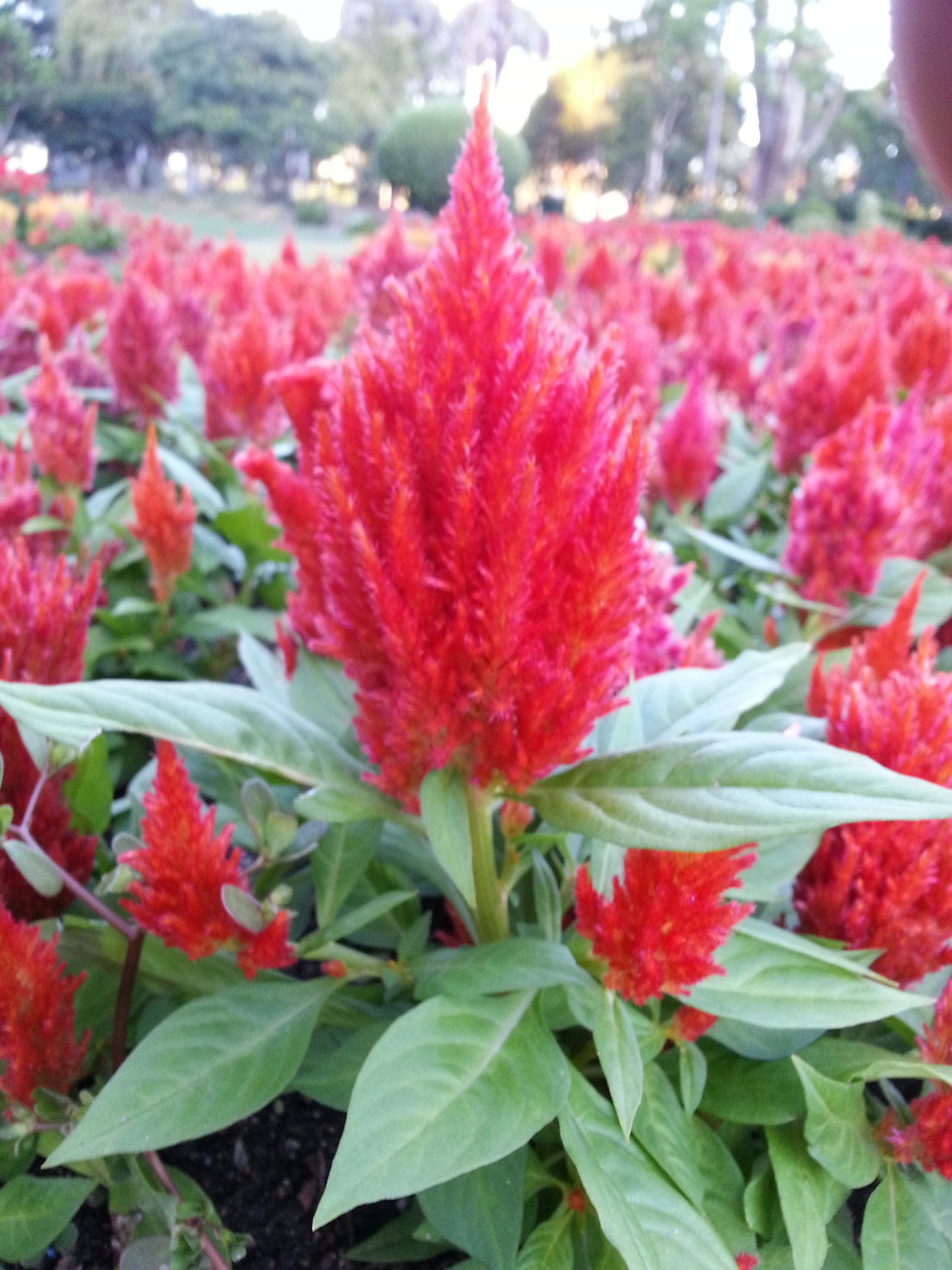 150 Mixed PAMPAS PLUMES COCKSCOMB Celosia Plumosa Flower Seeds ...