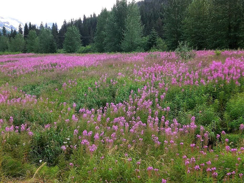300 FIREWEED / ROSEBAY (Great Willowherb) Epilobium Angustifolium Flow – Seedville USA