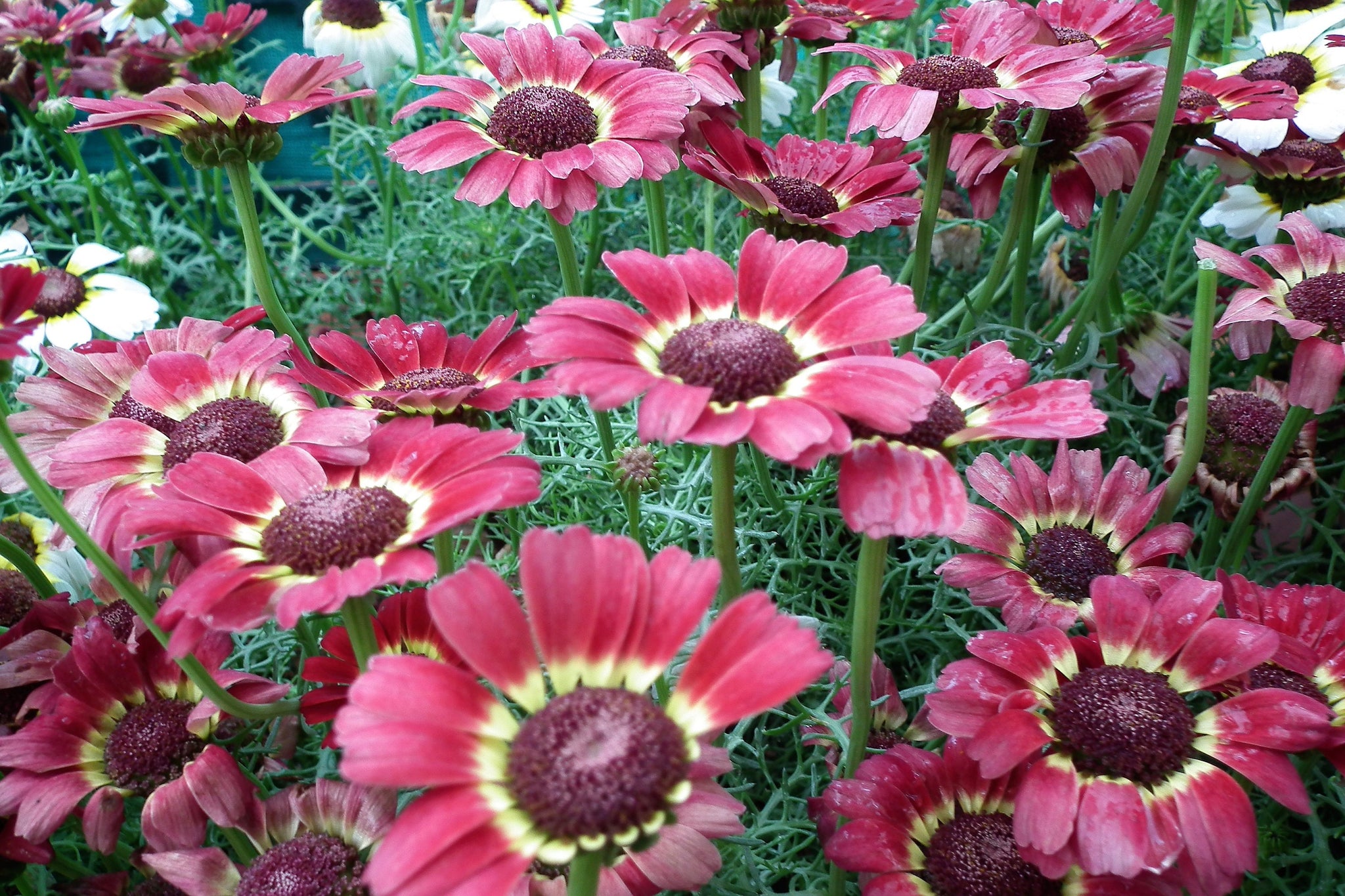 250 TRICOLOR PAINTED DAISY (Pyrenthrum Daisy) Chrysanthemum Carinatum ...