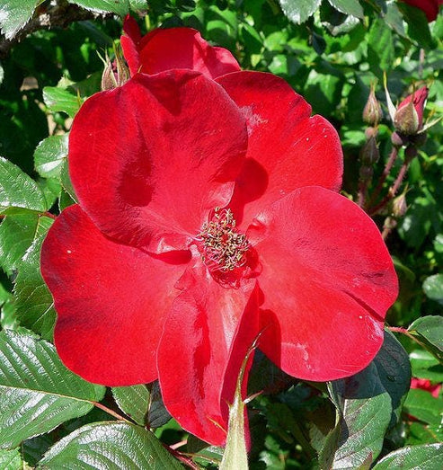 30 JAPANESE RED ROSE Bush Rosa Rugosa Rubra Rugrose Fragrant Flower Se ...
