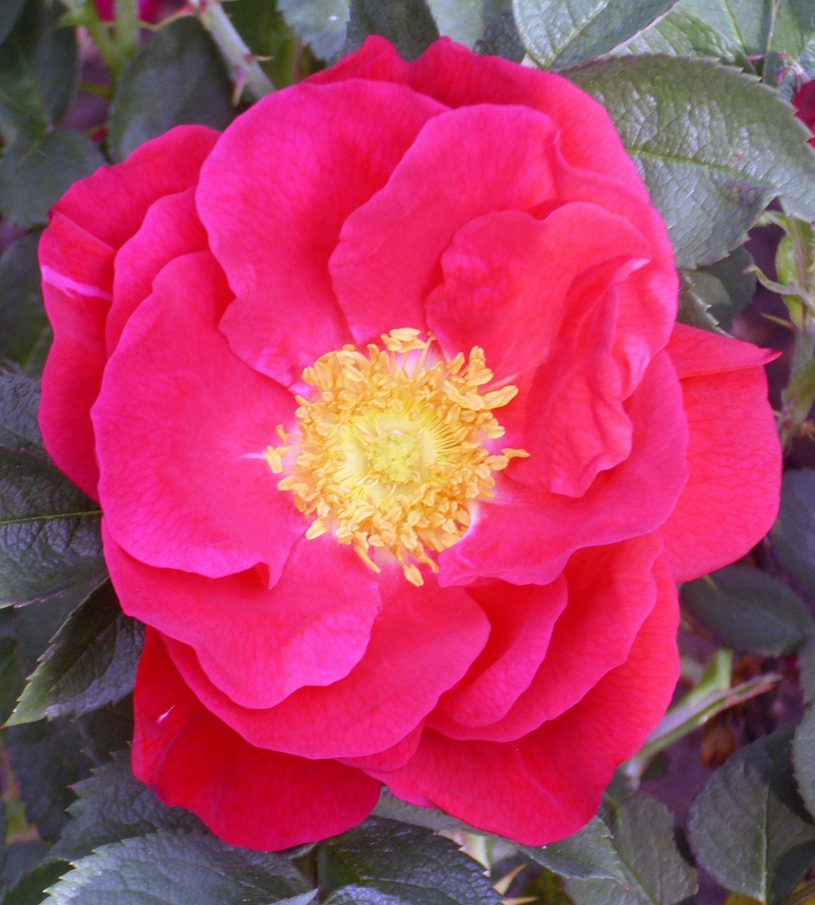 30 JAPANESE RED ROSE Bush Rosa Rugosa Rubra Rugrose Fragrant Flower Se ...