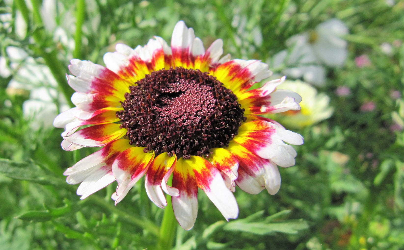 250 TRICOLOR PAINTED DAISY (Pyrenthrum Daisy) Chrysanthemum Carinatum ...