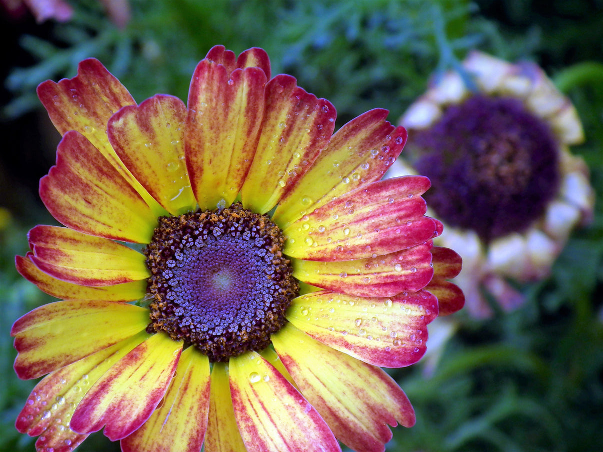 250 TRICOLOR PAINTED DAISY (Pyrenthrum Daisy) Chrysanthemum Carinatum ...