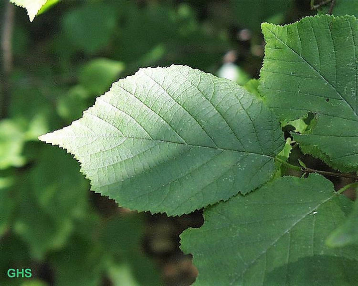 5 AMERICAN HAZELNUT TREE aka Filbert Corylus Americana Fruit Nut Seeds ...