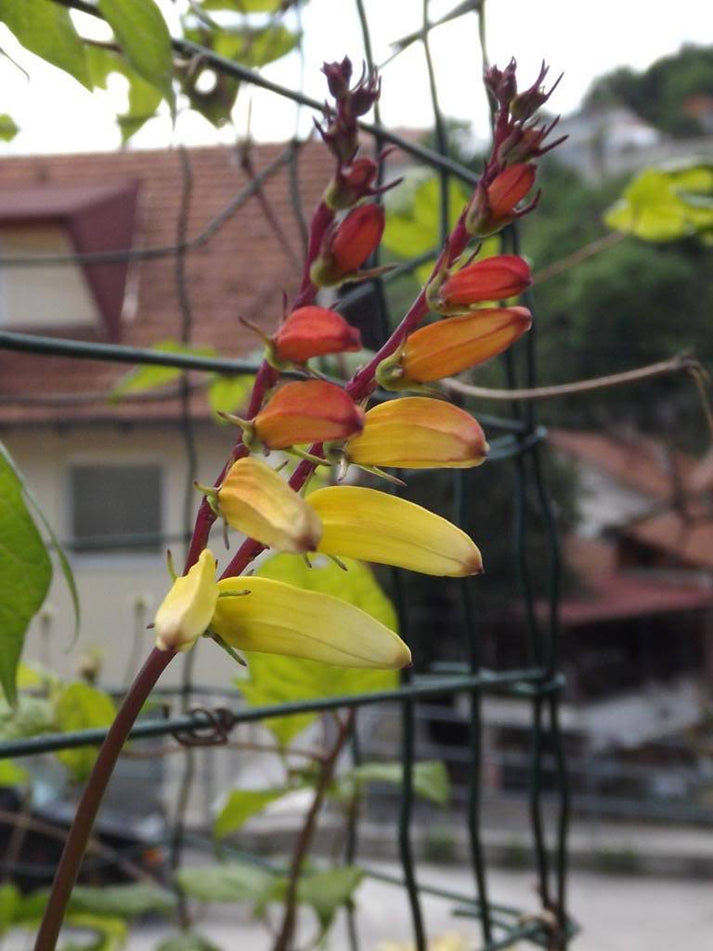 10 FIRECRACKER VINE Flower Mina Lobata Exotic Love Spanish Flag Ipomoe ...