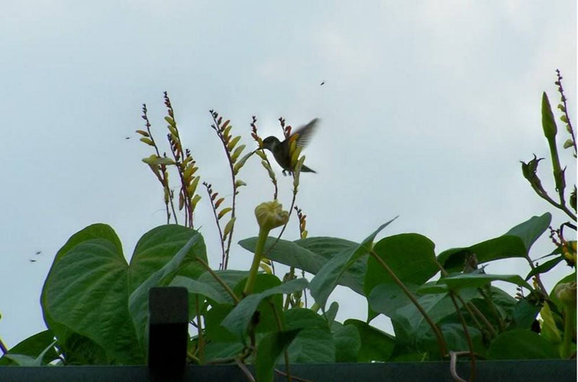 10 FIRECRACKER VINE Flower Mina Lobata Exotic Love Spanish Flag Ipomoe ...