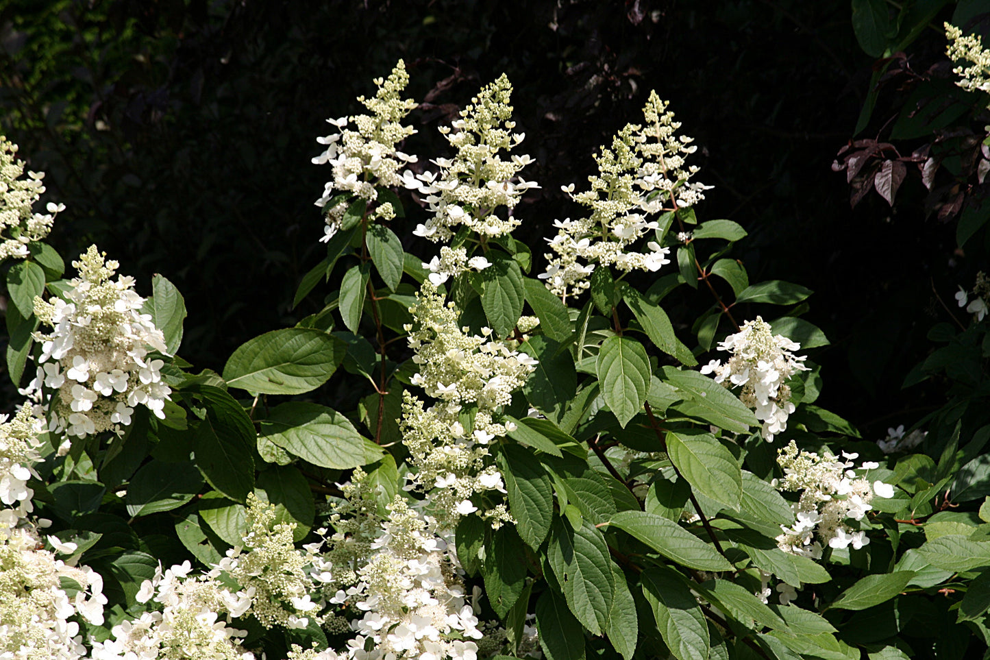 50 PEE GEE HYDRANGEA Paniculata Peegee Panicle White Pink Flower Shrub ...