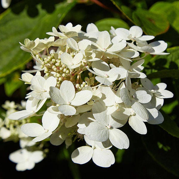50 PEE GEE HYDRANGEA Paniculata Peegee Panicle White Pink Flower Shrub ...