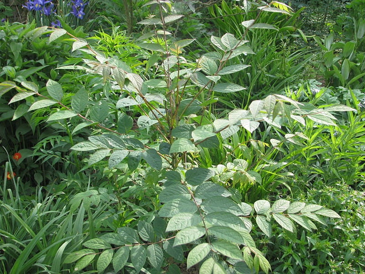 7 BLUE SAUSAGE FRUIT Edible & Ornamental Decaisnea Fargesii Tree Shrub ...