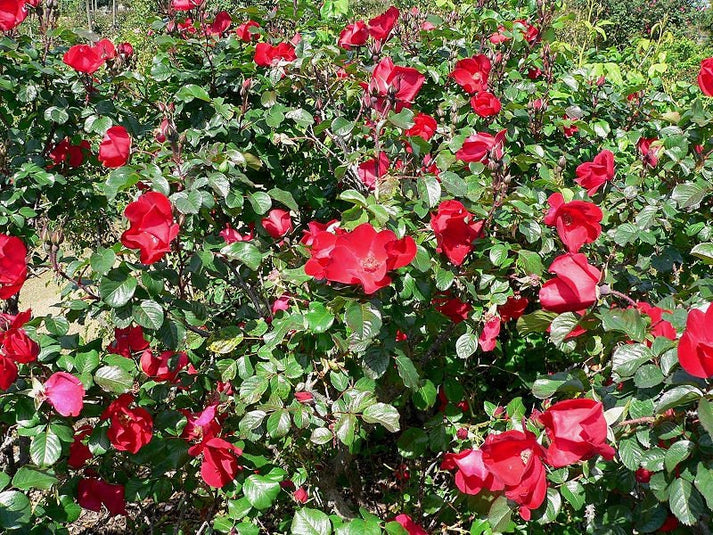 30 JAPANESE RED ROSE Bush Rosa Rugosa Rubra Rugrose Fragrant Flower Se ...