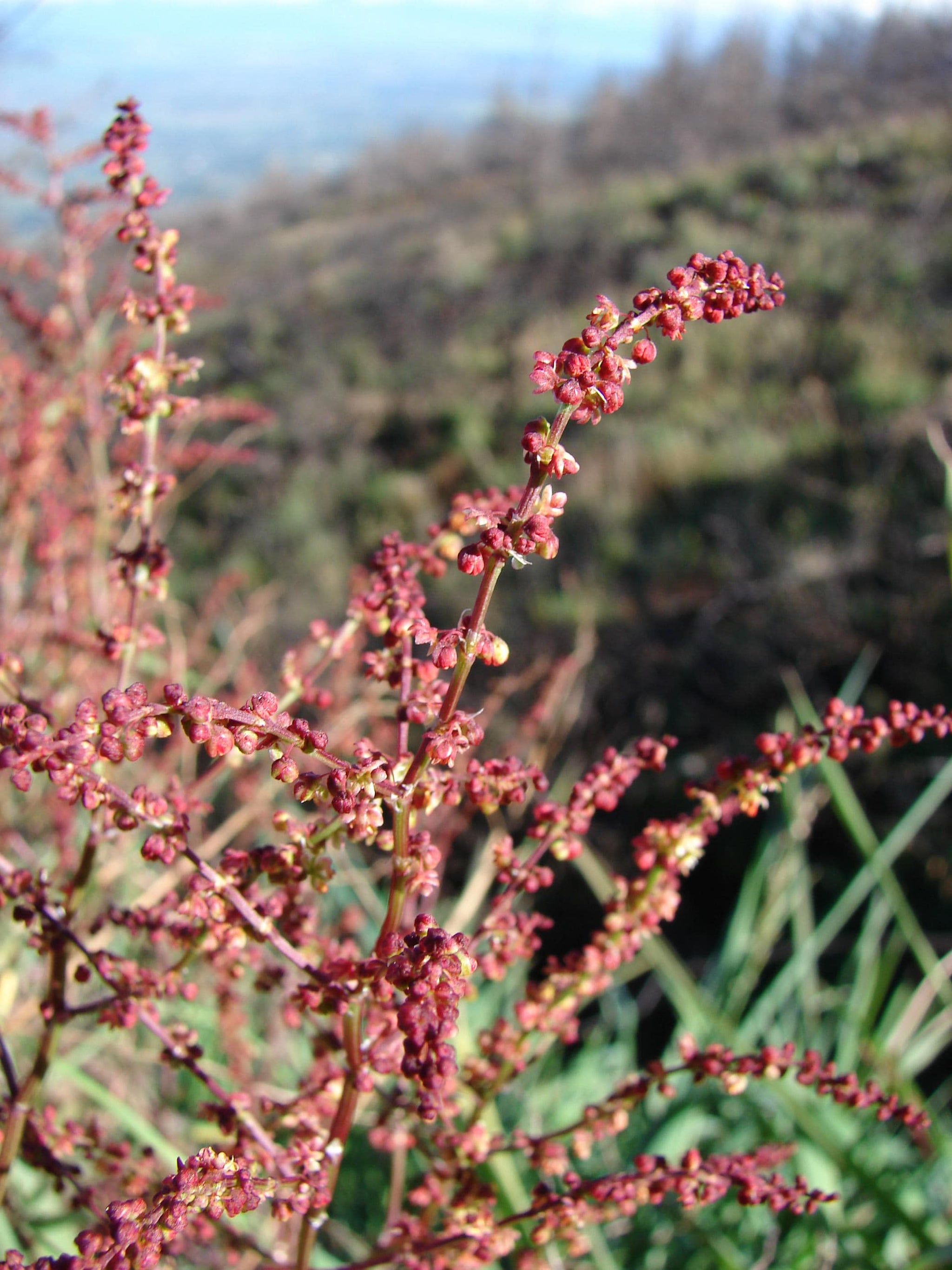 100 SHEEP SORREL Rumex Acetosella Red Field Sorrel Sour Weed Herb Flow ...