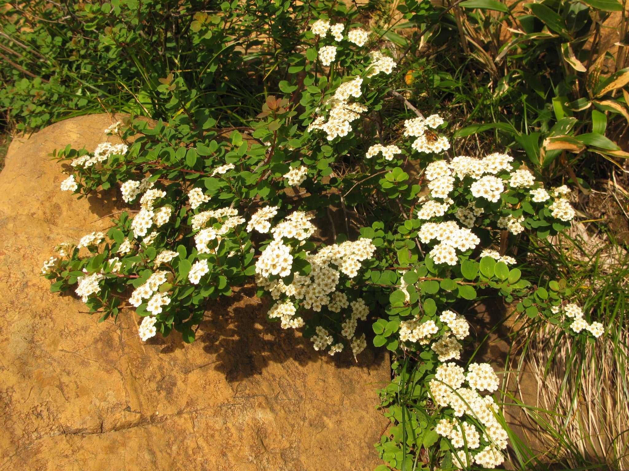 50 White CHINESE SPIREA Spiraea Chinensis Flower Bush Shrub Seeds ...