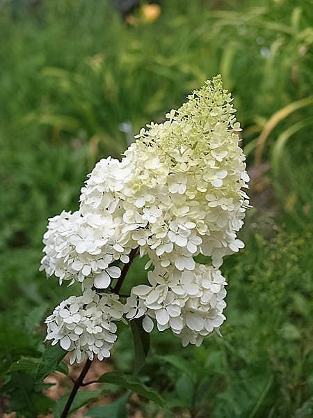 50 PEE GEE HYDRANGEA Paniculata Peegee Panicle White Pink Flower Shrub ...
