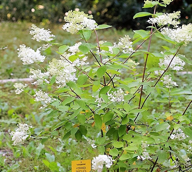50 PEE GEE HYDRANGEA Paniculata Peegee Panicle White Pink Flower Shrub ...