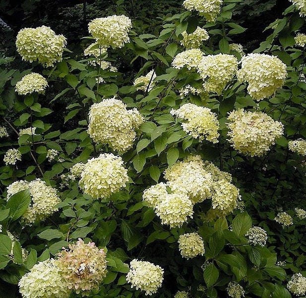50 PEE GEE HYDRANGEA Paniculata Peegee Panicle White Pink Flower Shrub ...
