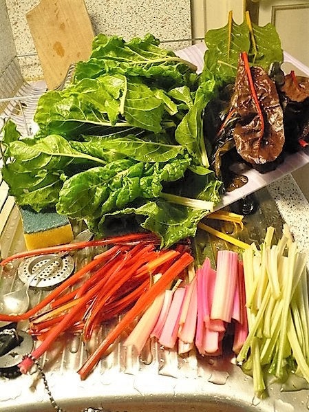 150 RAINBOW Mix SWISS CHARD Mixed Colors Beta Vulgaris Vegetable Seeds ...