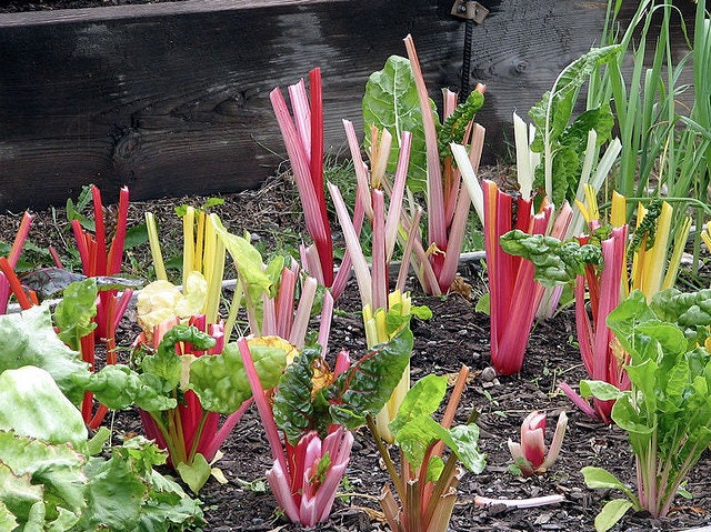 150 RAINBOW Mix SWISS CHARD Mixed Colors Beta Vulgaris Vegetable Seeds ...