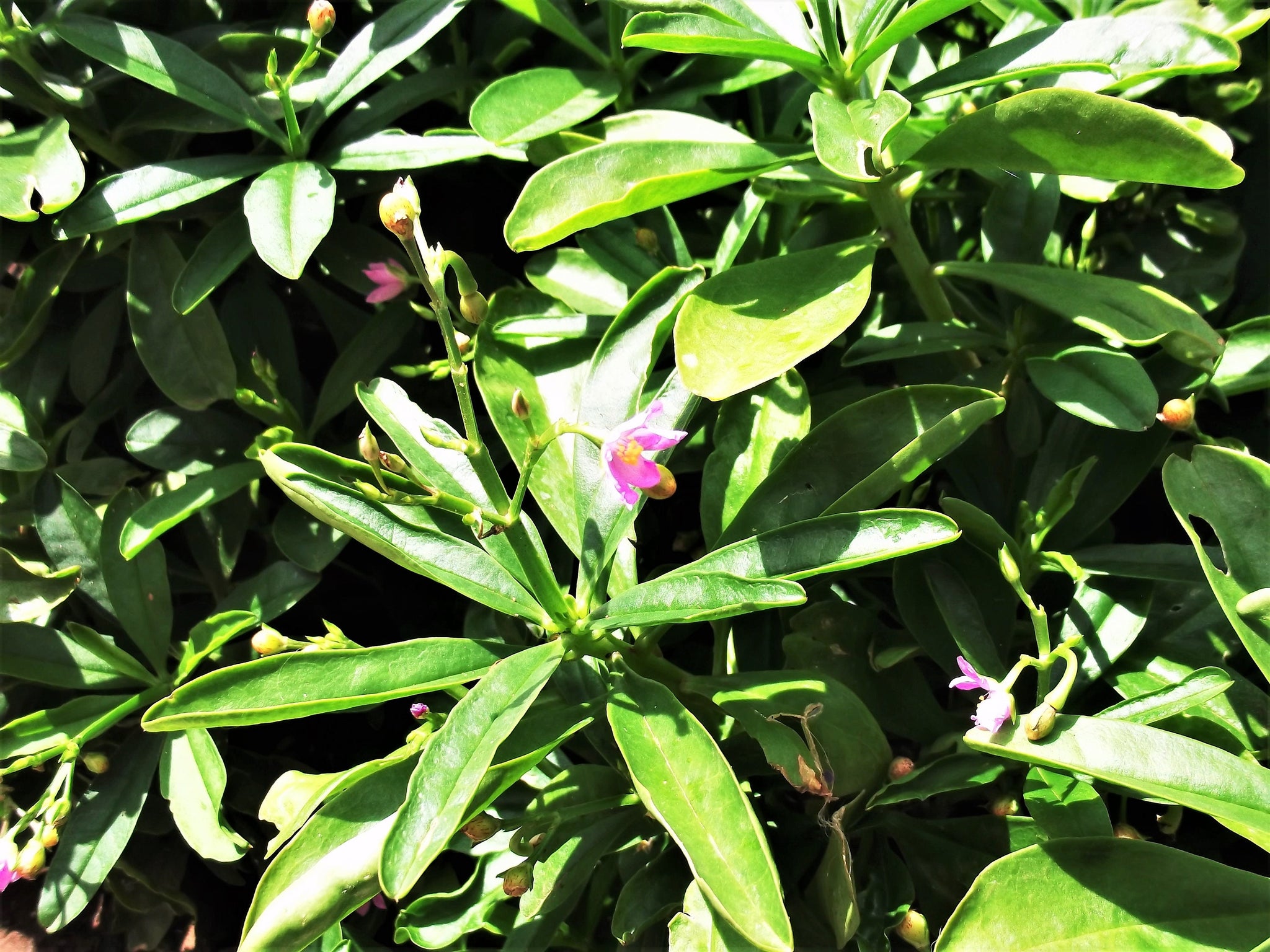 150 FAME FLOWER Jewels of Opar Talinum Paniculatum Portulaca Patens Fa ...