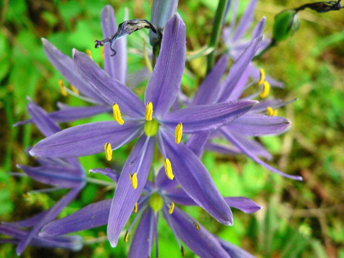 30 BLUE CAMAS Camass Lily Wild Indian Hyacinth Camassia Quamash Flower ...